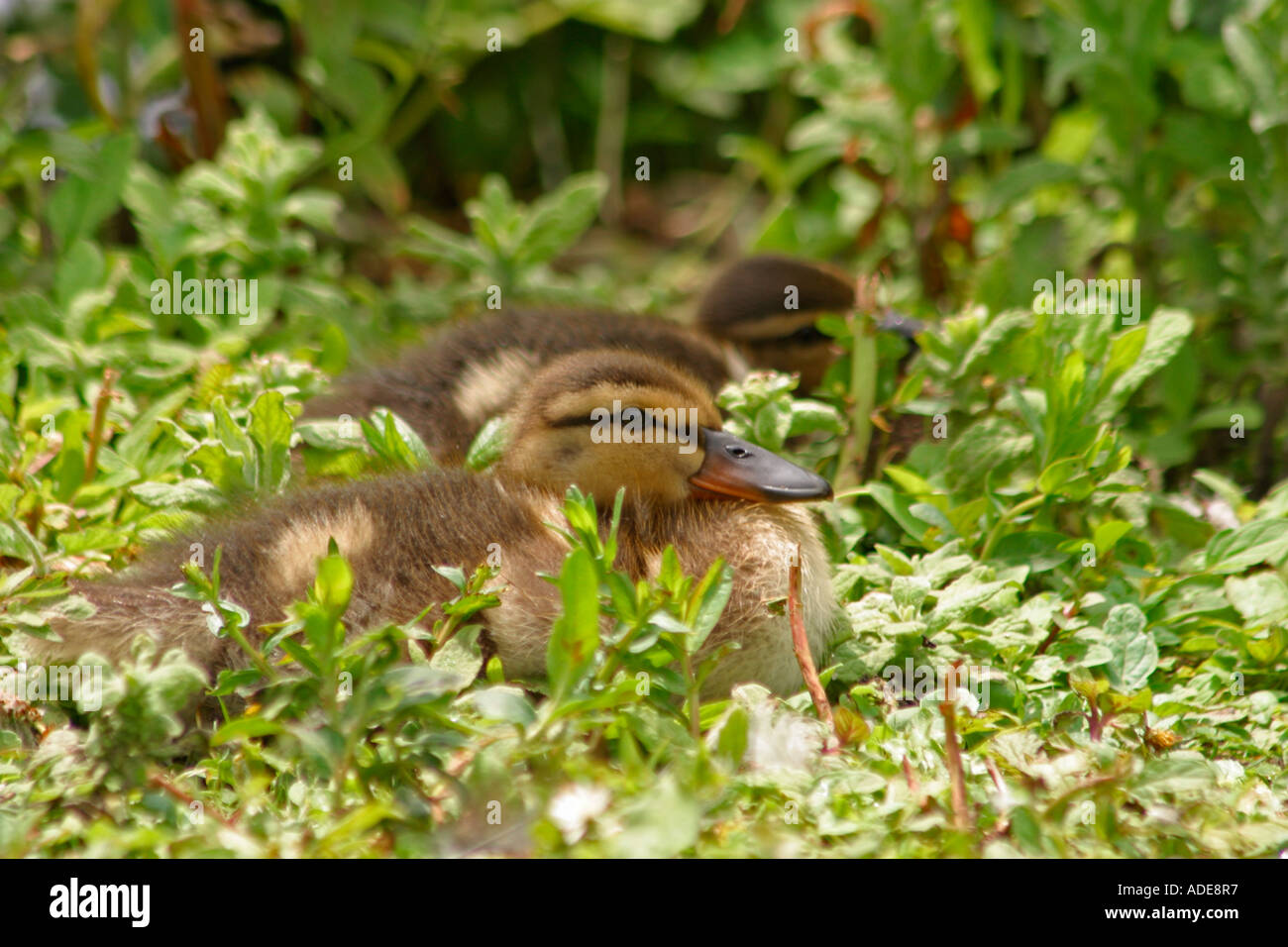 Small family of cute little Mallard ducklings sitting in grass Stock ...