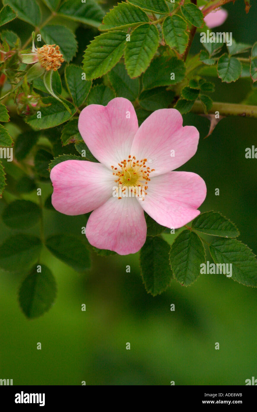 England dog rose hi-res stock photography and images - Alamy