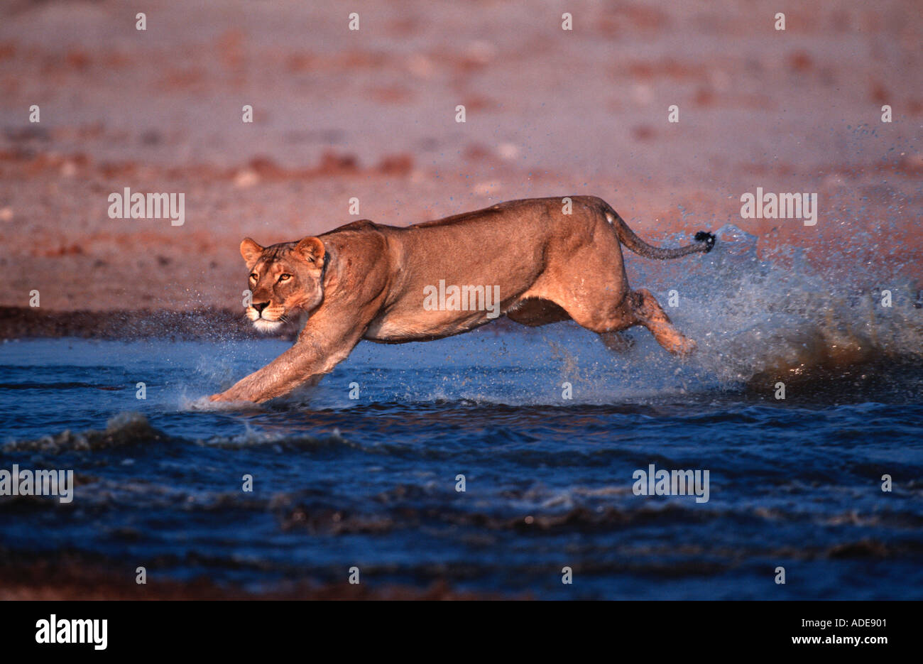Lion chasing prey hi-res stock photography and images - Alamy