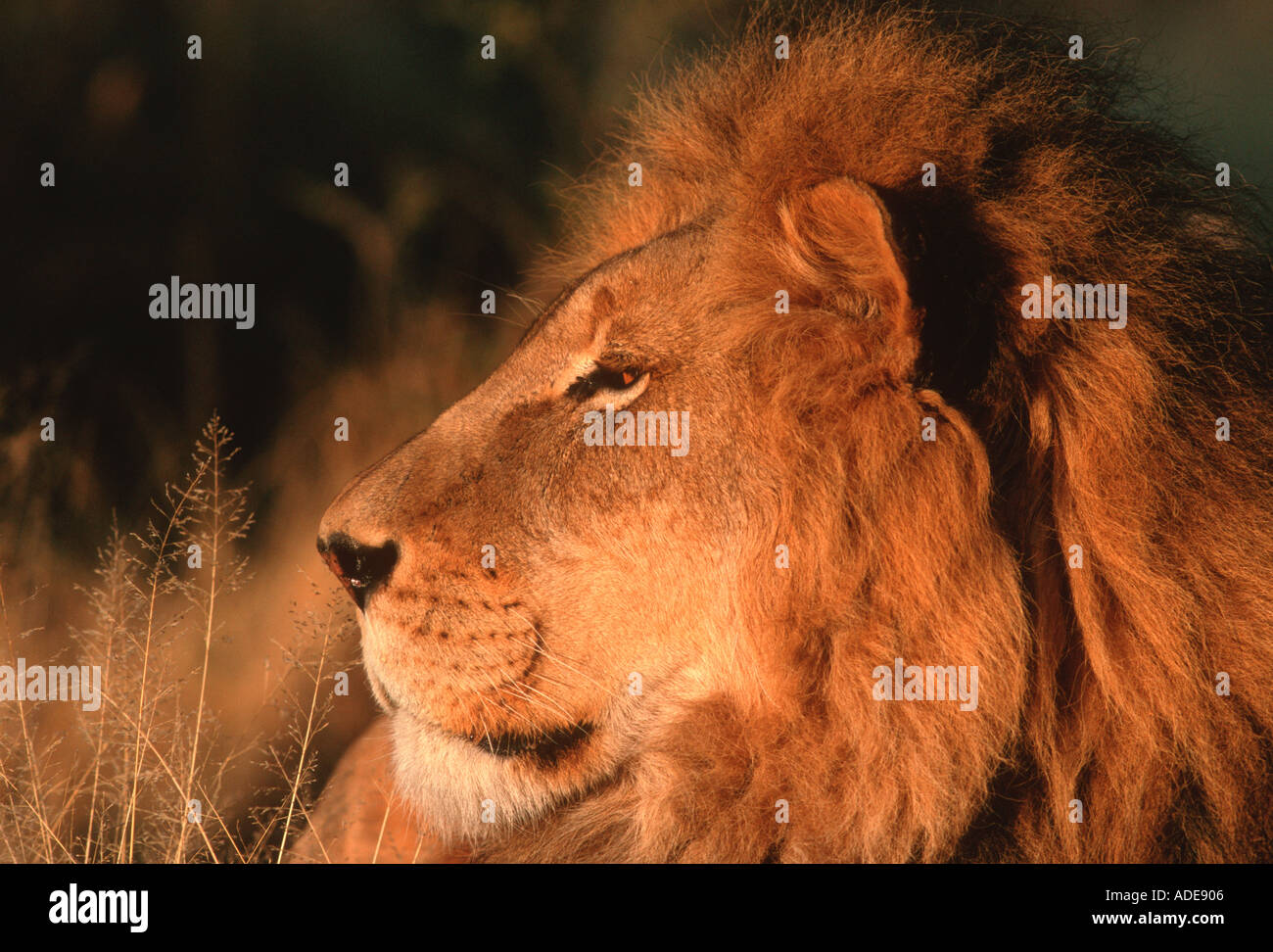 Lion Panthera leo Portrait of male Sub Saharan Africa Stock Photo - Alamy