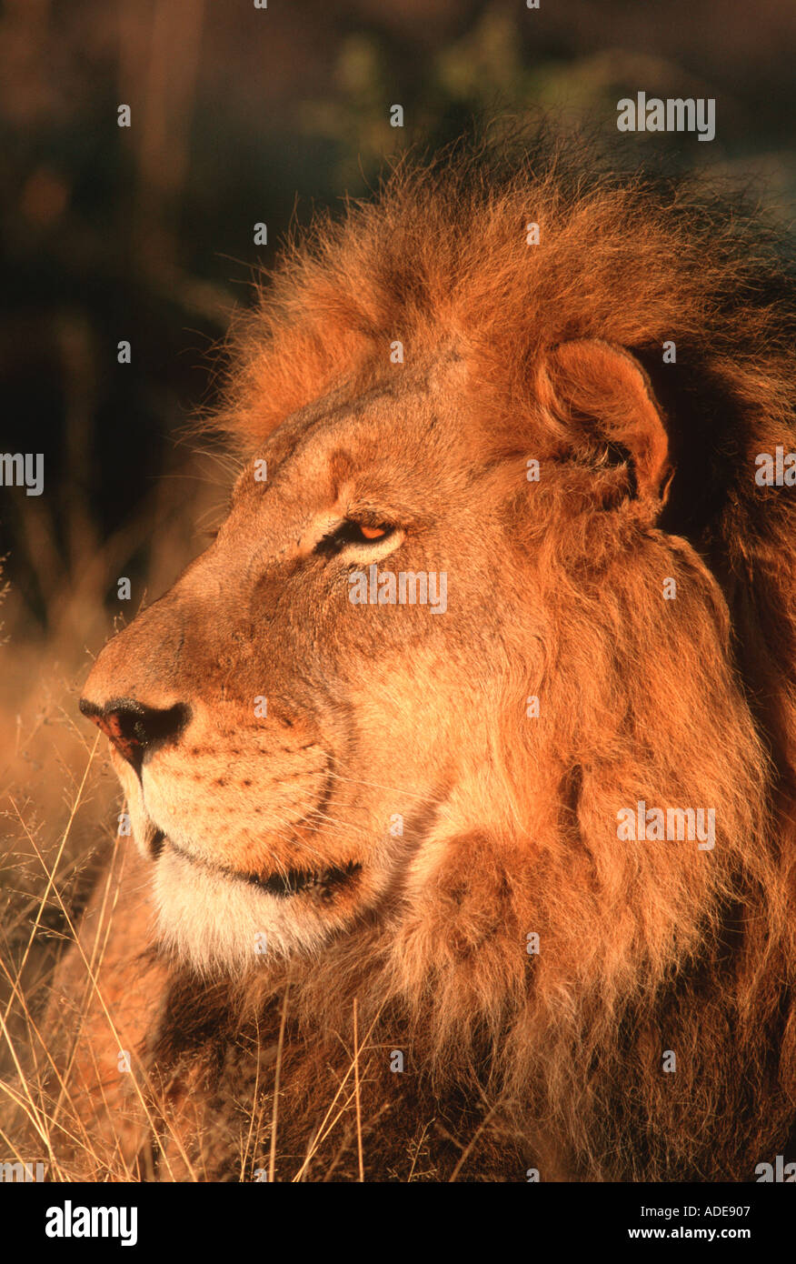 Lion Panthera leo Portrait of male Sub Saharan Africa Stock Photo - Alamy
