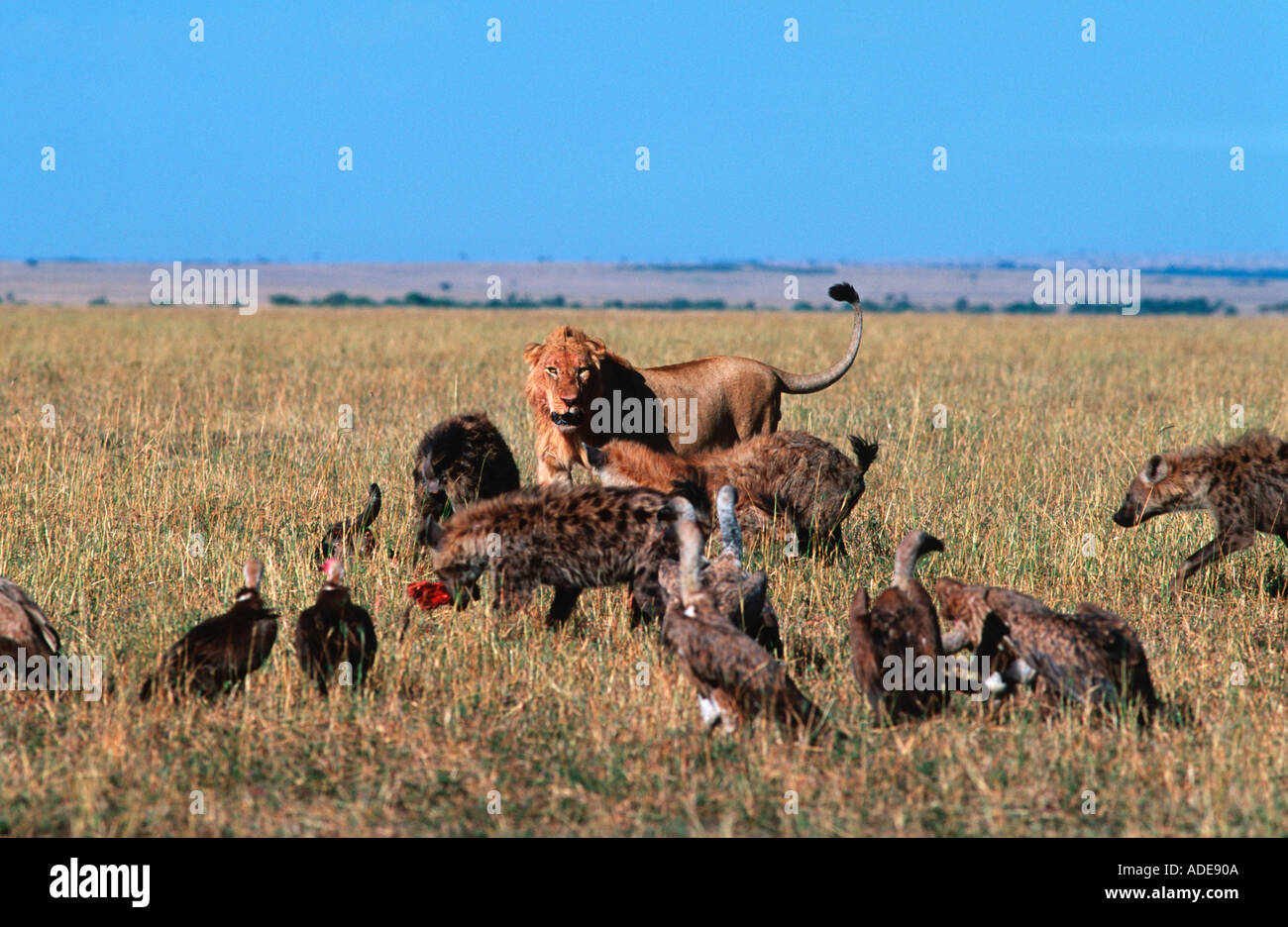 Lion Panthera leo Lion hyaena vultures Masai Mara N R Kenya Sub Saharan ...
