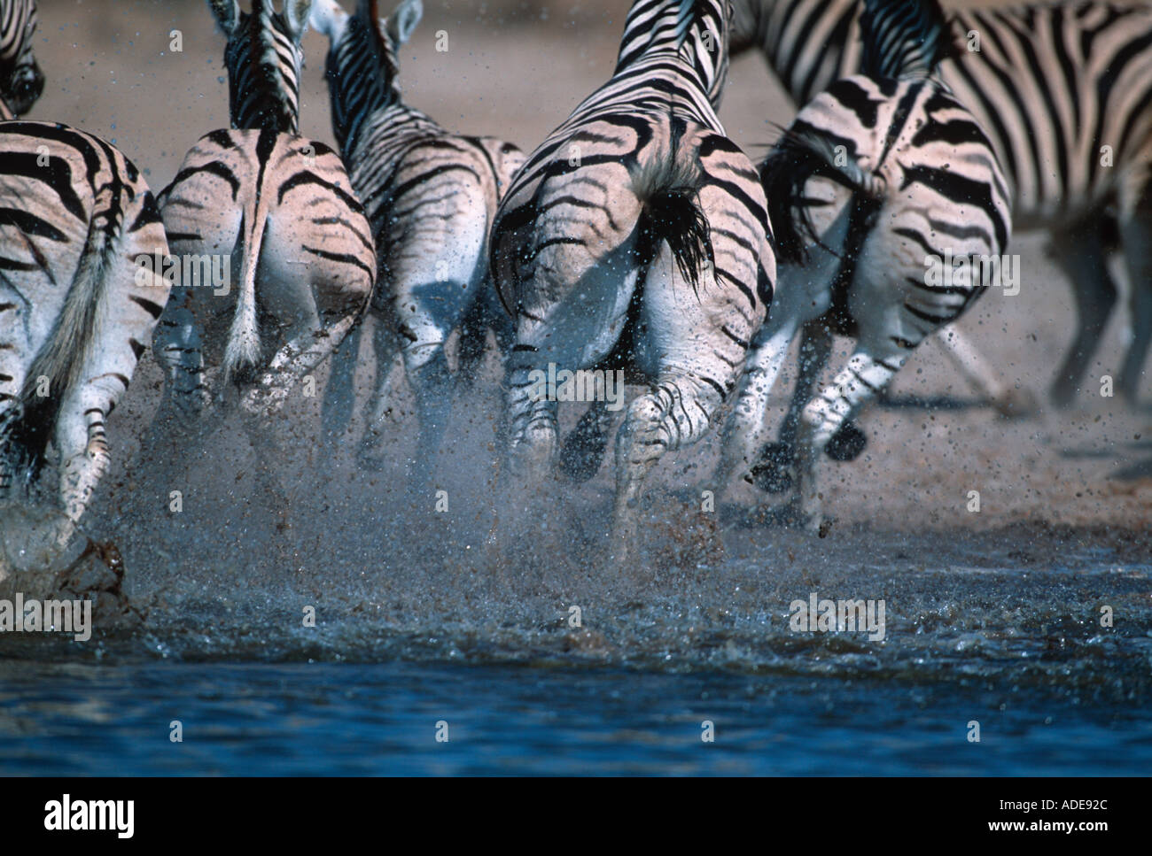 Zebra stampede hi-res stock photography and images - Alamy
