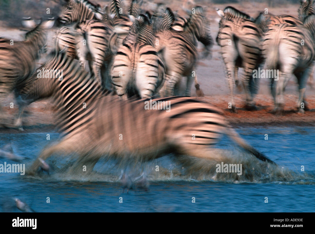Zebra stampede hi-res stock photography and images - Alamy