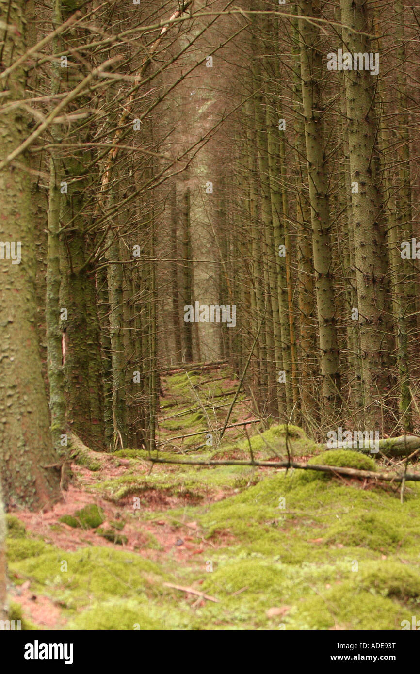 Mossy path through shady pine forest Stock Photo - Alamy