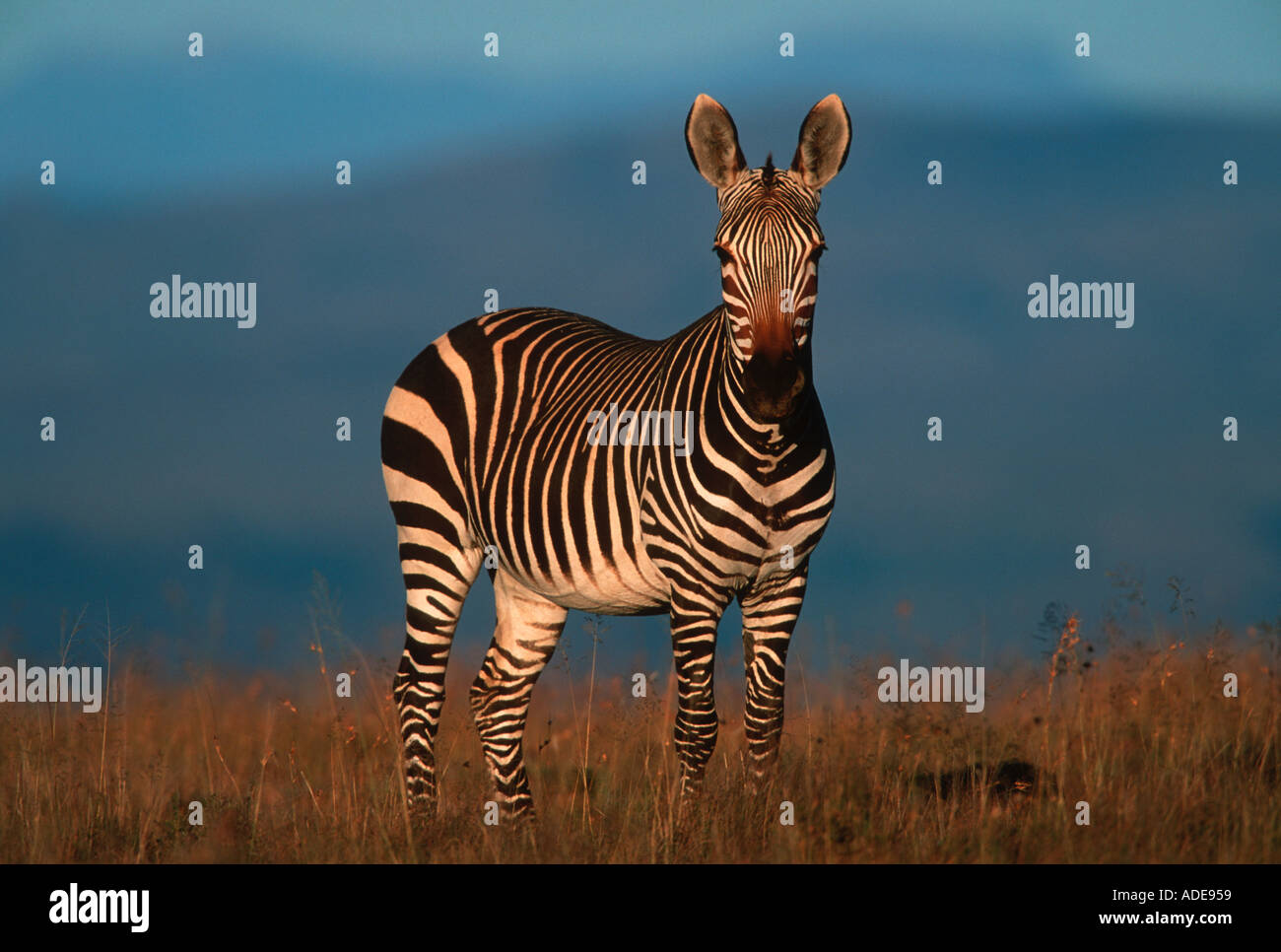 Cape Mountain Zebra Equus zebra zebra Endemic Endangered De Hoop N R ...
