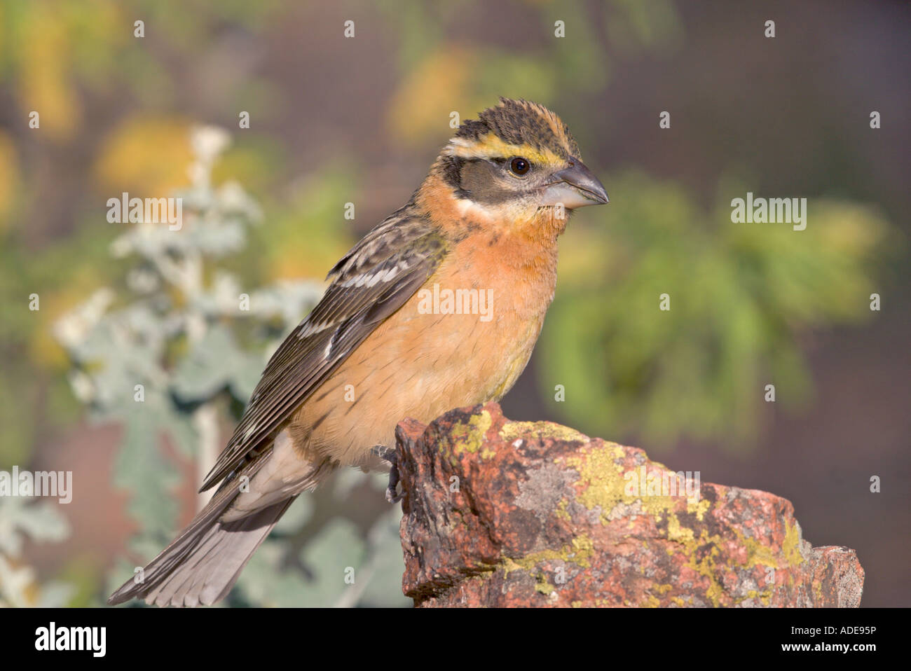 Black-headed Grosbeak Pheucticus melanocephalus Chiricahua Mountains ...