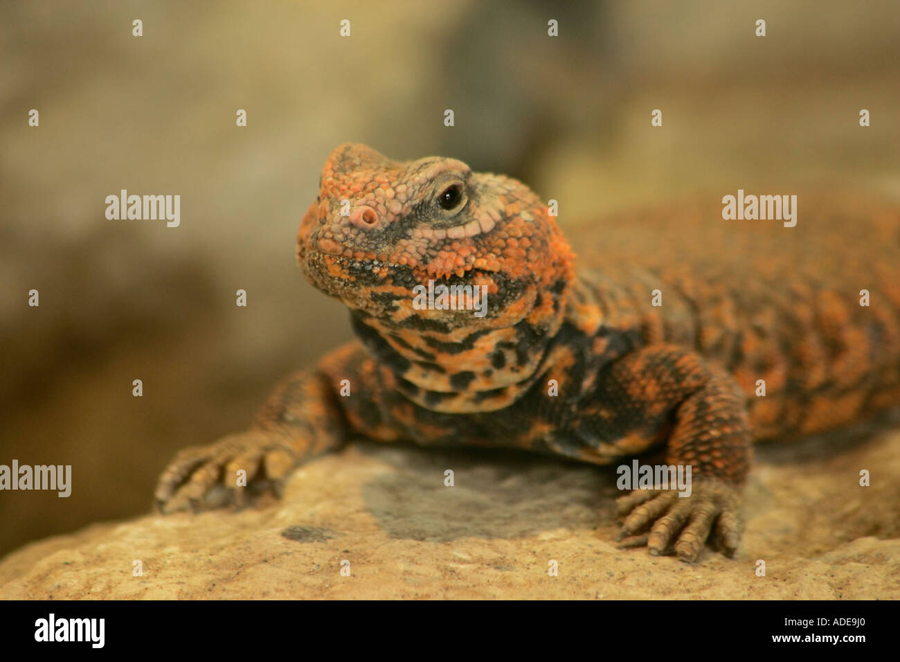 A single Spiny tailed lizard (Uromastyx acanthinurus) sitting on rock ...