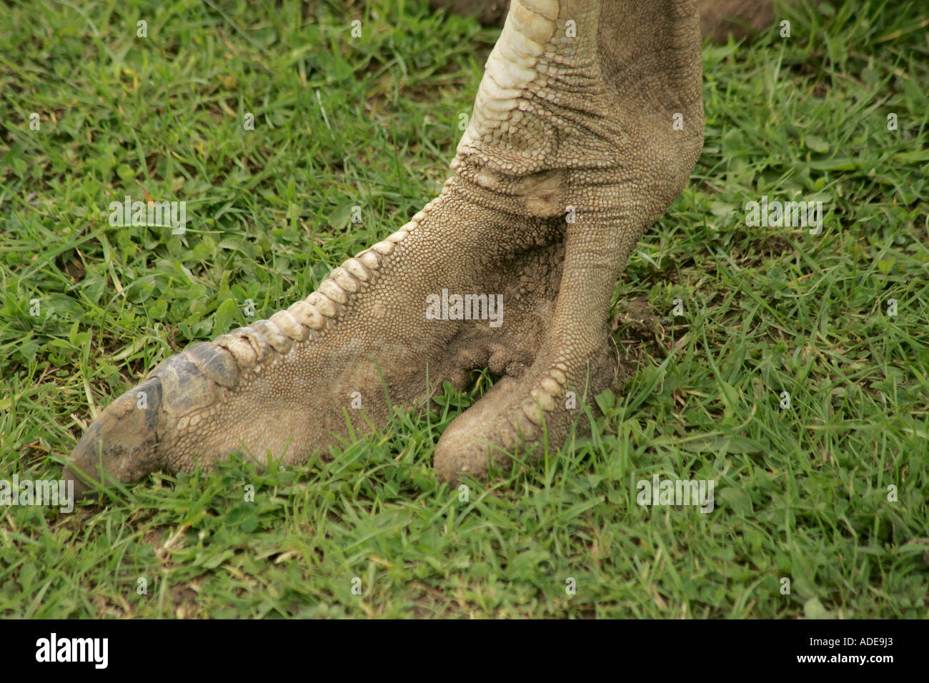 Ostrich feet hi-res stock photography and images - Alamy