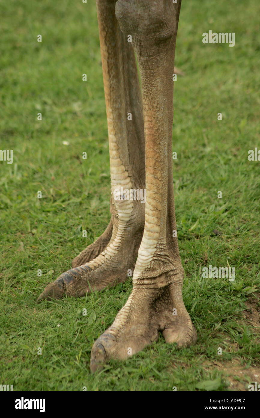 Ostrich feet hi-res stock photography and images - Alamy