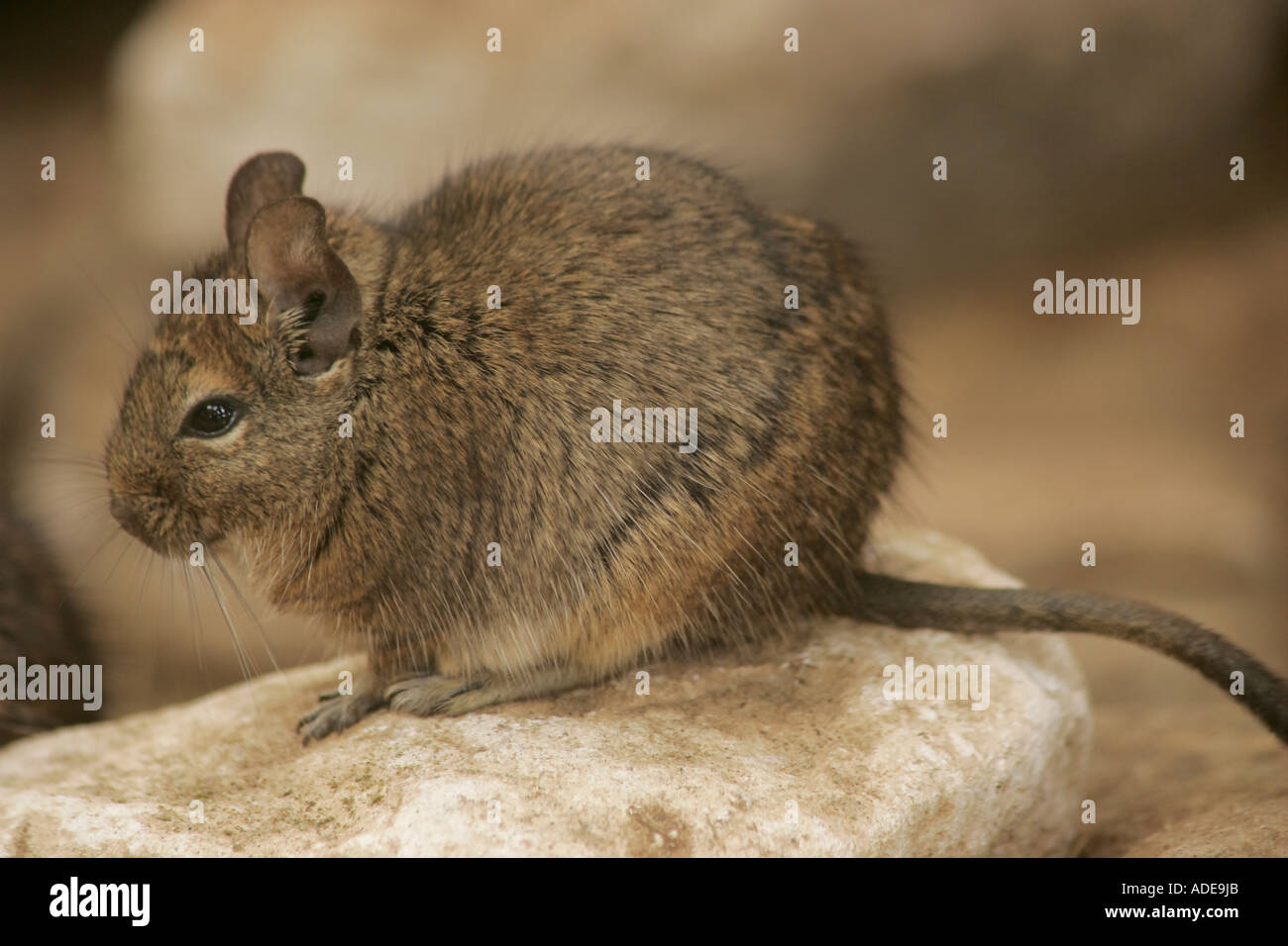 Common Degu High Resolution Stock Photography and Images - Alamy