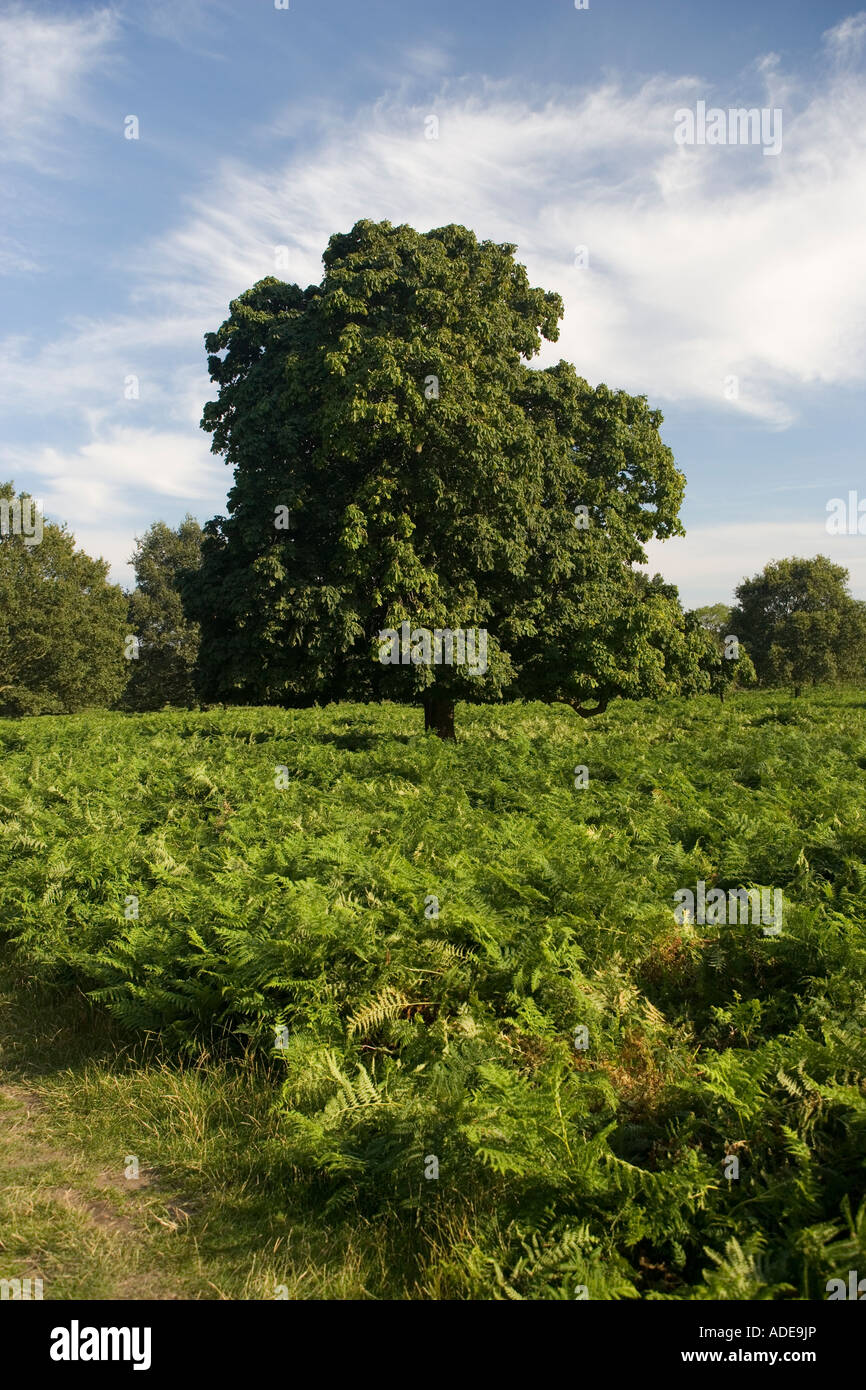 Royal oak tree hi-res stock photography and images - Alamy