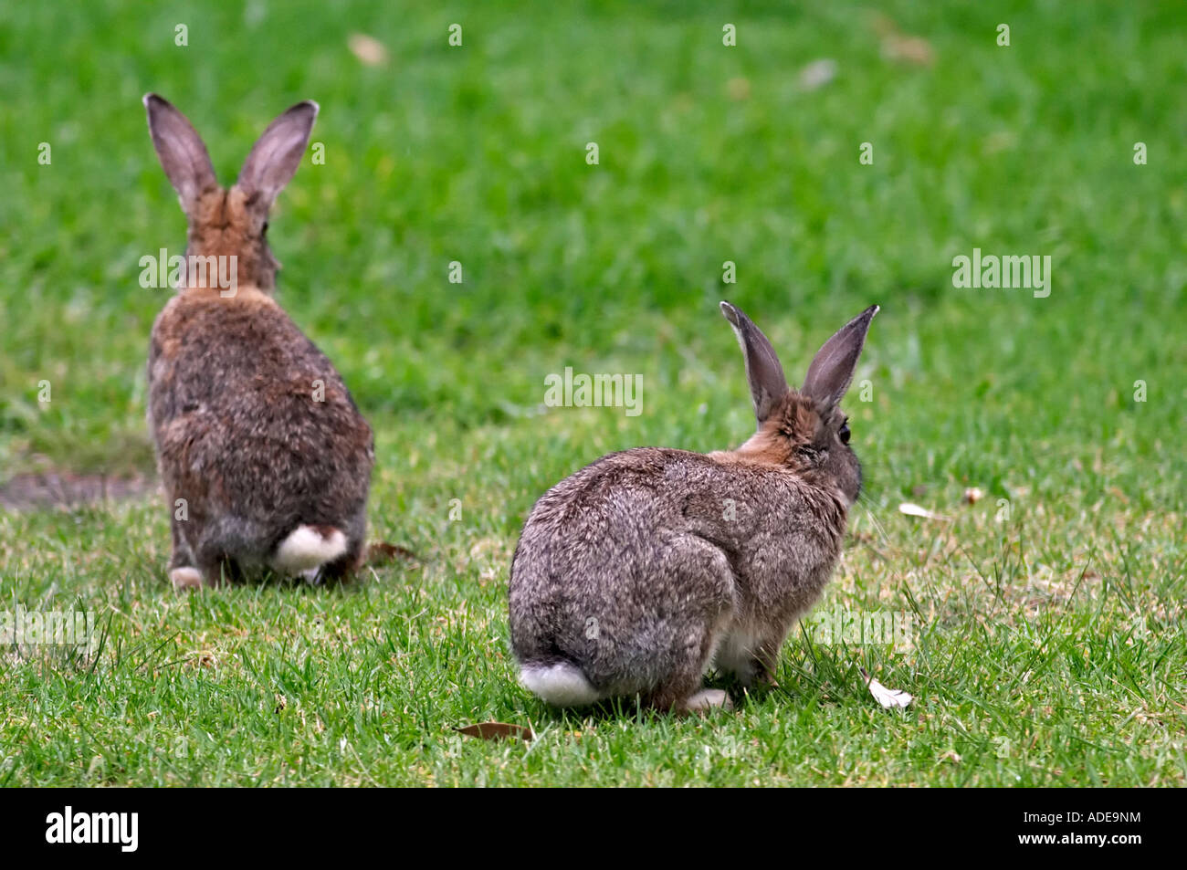 Feral rabbit australia hi-res stock photography and images - Alamy