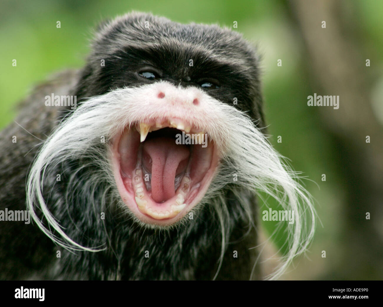 Emperor Tamarin Monkey (Saguinus imperator) showing aggressive ...