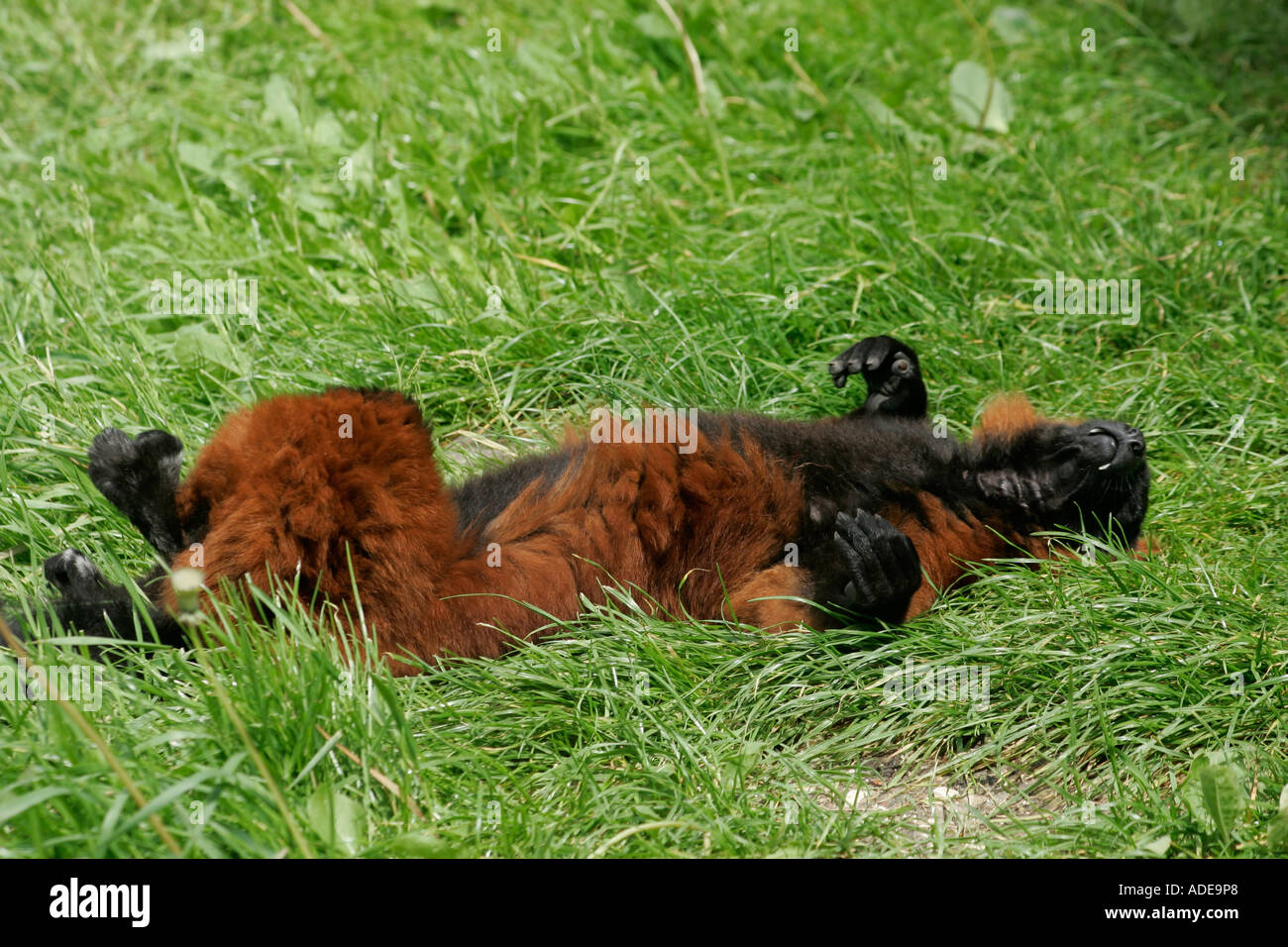 An adult Red-Ruffed Lemur (Varecia rubra) lying down on its back on ...