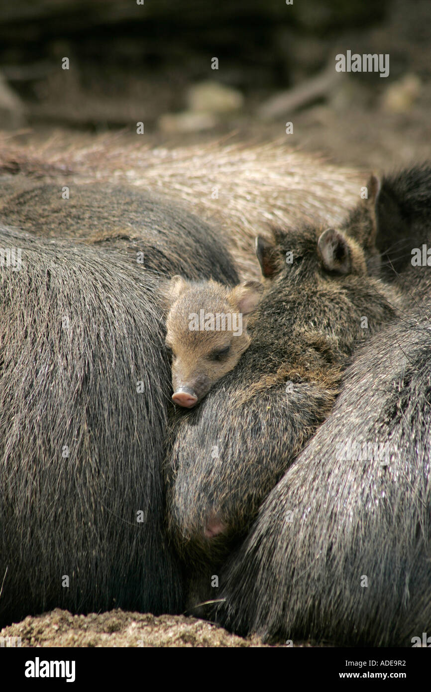 Family group collared peccaries tayassu hi-res stock photography and ...