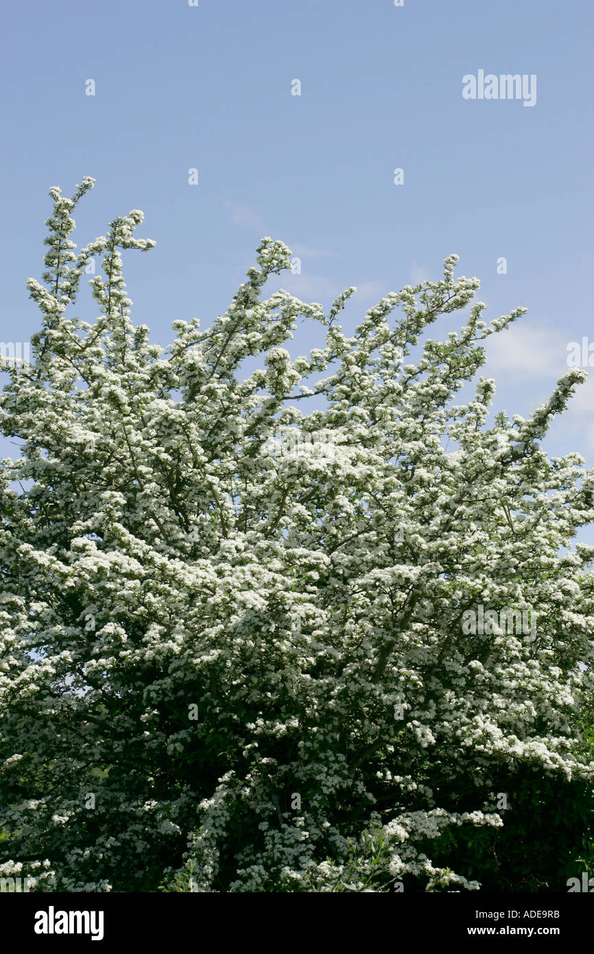 White hawthorn blossom (Crataegus monogyna) against a clear blue spring ...