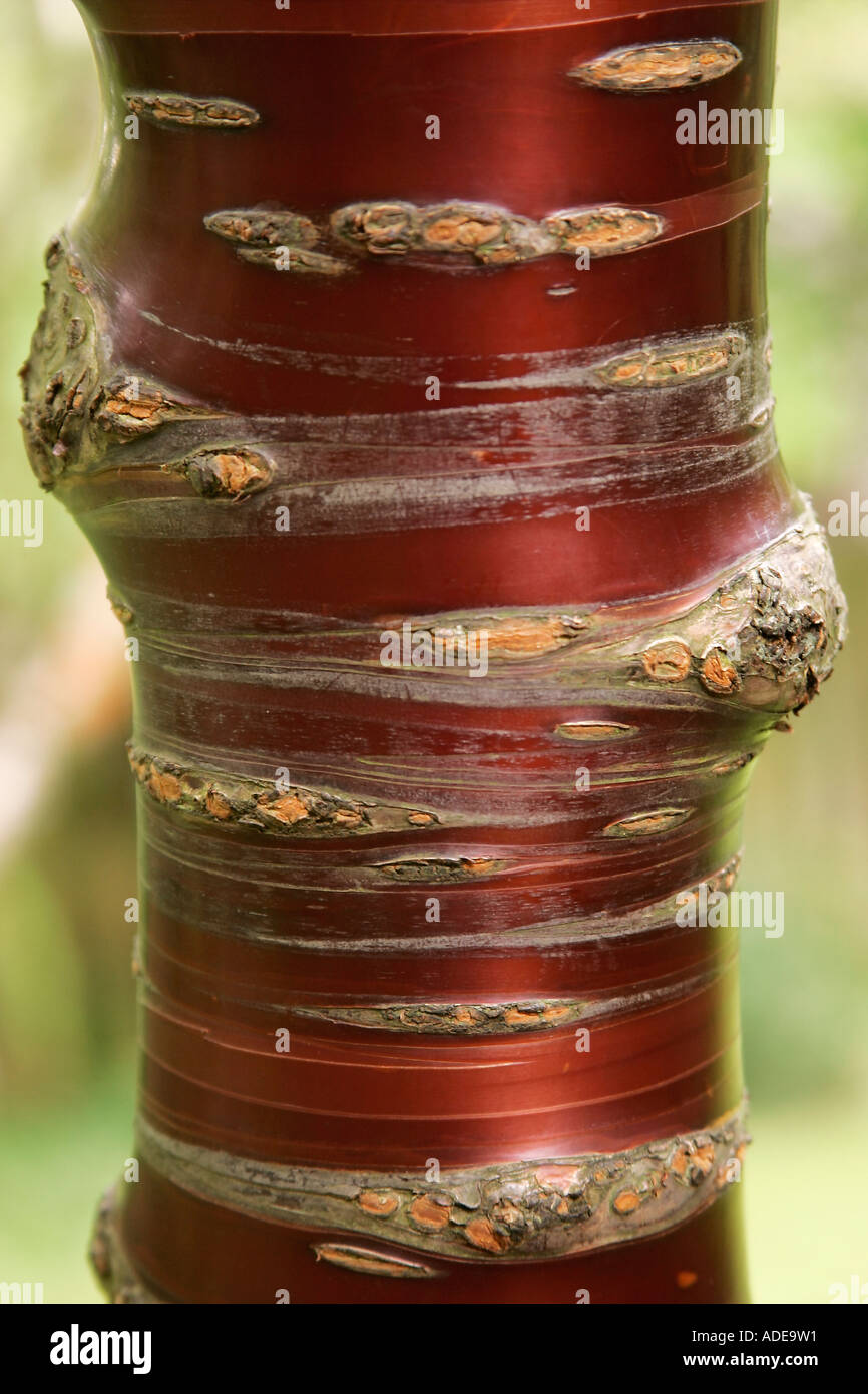 Mahogany red hi-res stock photography and images - Alamy