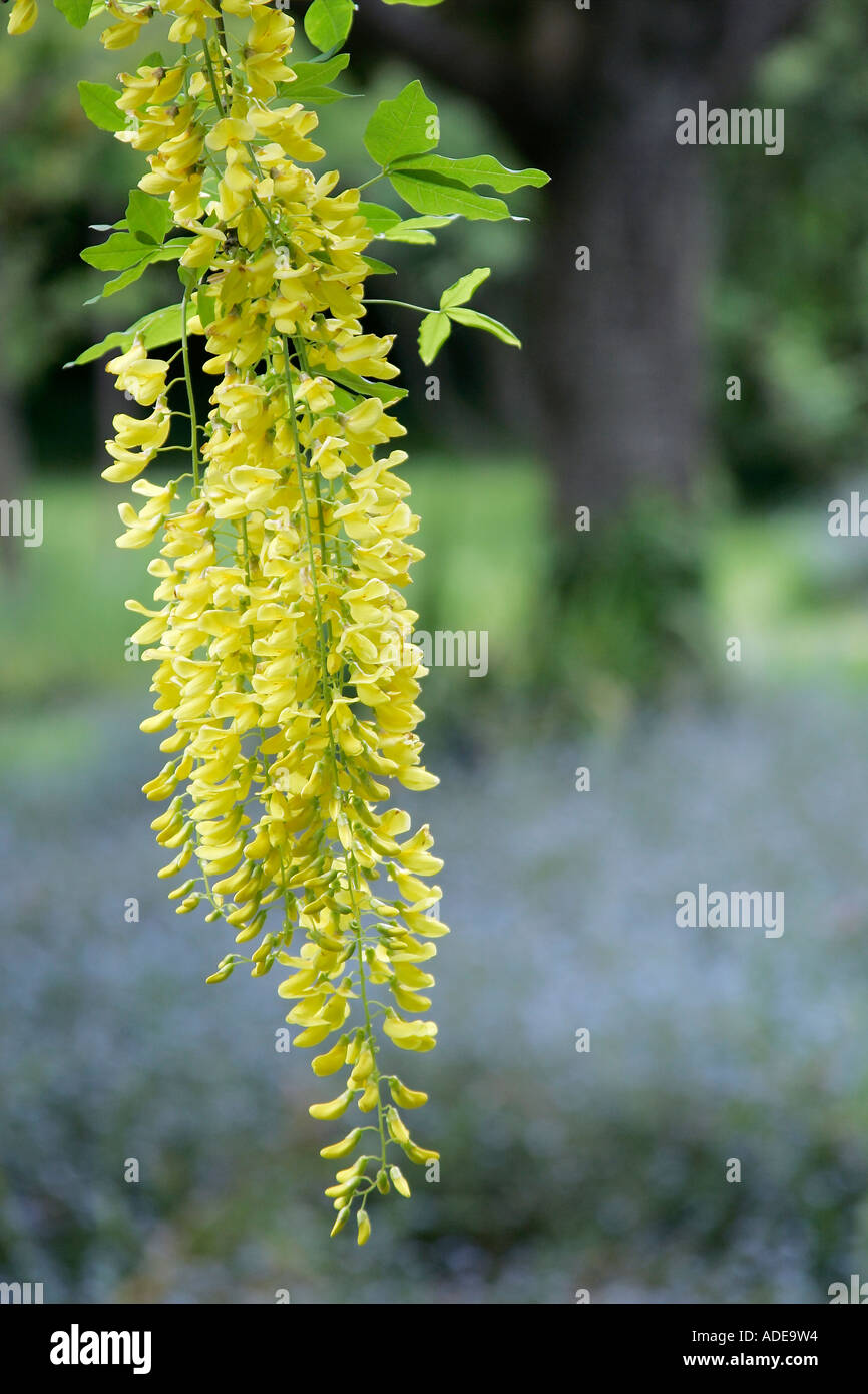 Yellow Laburnum tree blossom against background of bluebells Stock ...