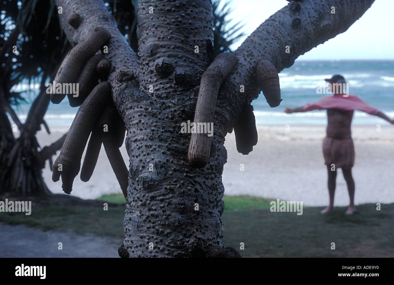 Pandanas palm Byron Bay , NSW , Australia Stock Photo - Alamy