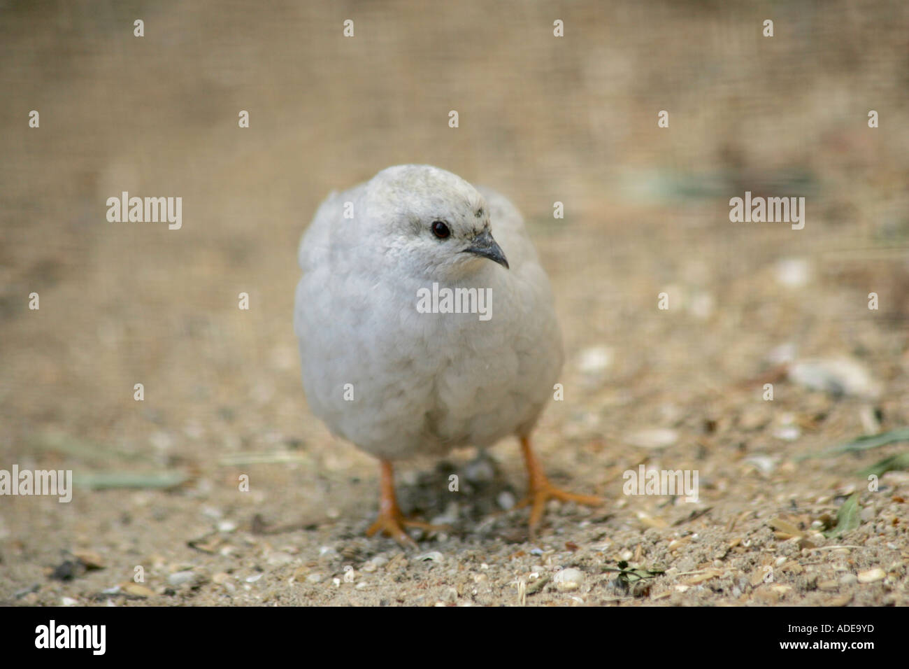 Albino Japanese quail (Coturnix japonica) scratching about on ground ...