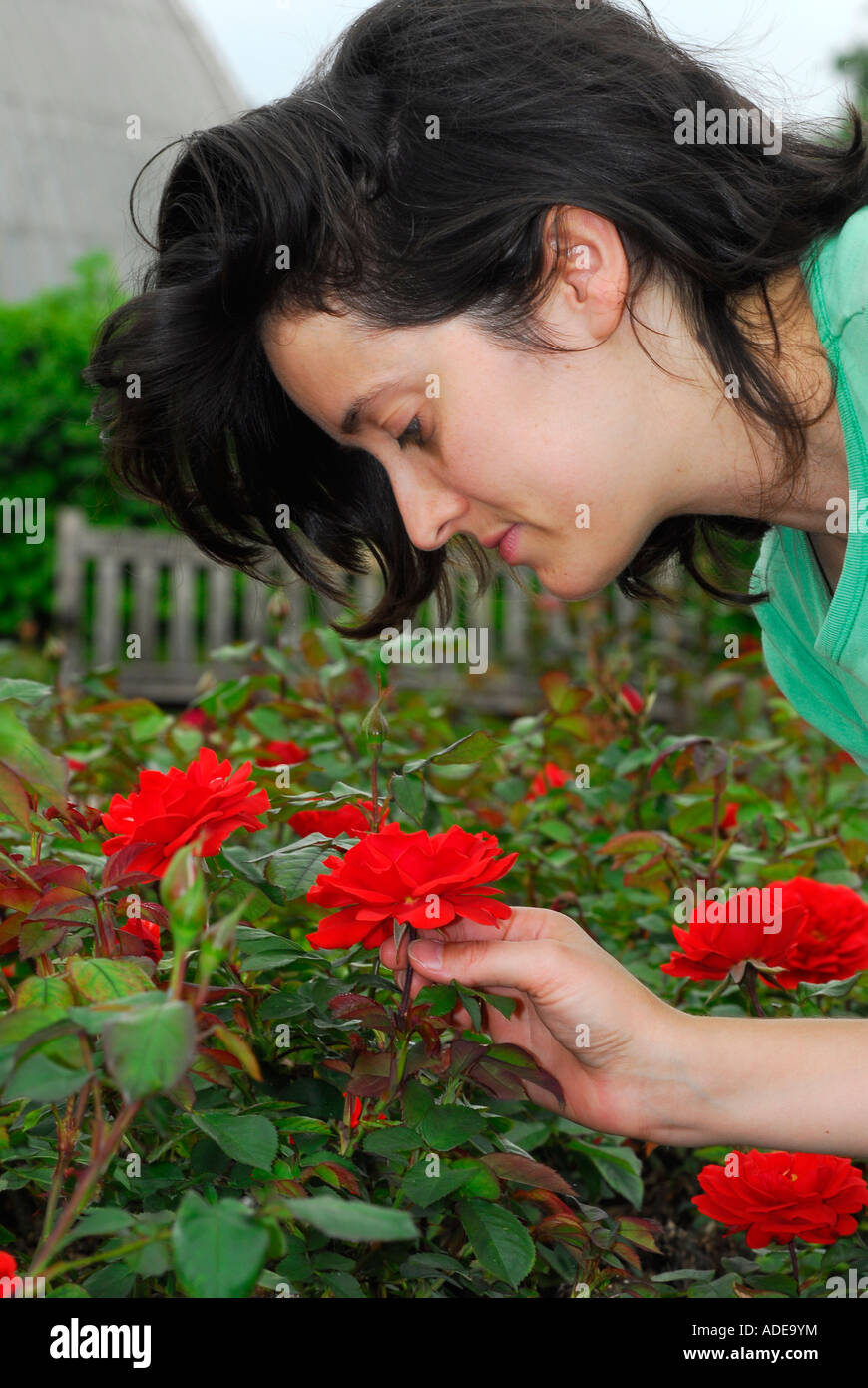 Woman smelling rose London Stock Photo - Alamy