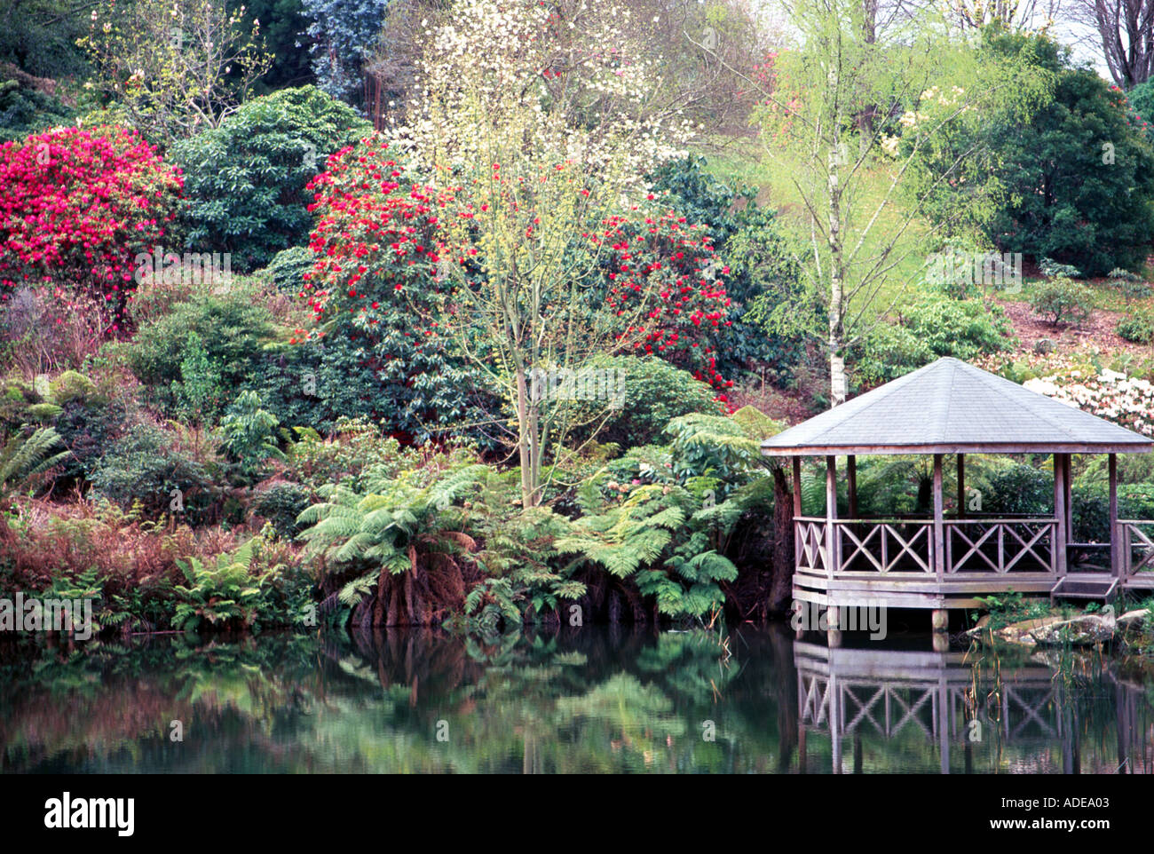 Rhodedendron Garden Melbourne Australia Stock Photo - Alamy