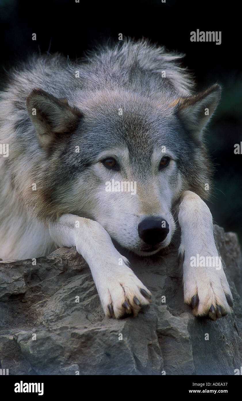 Algonquin wolf hi-res stock photography and images - Alamy
