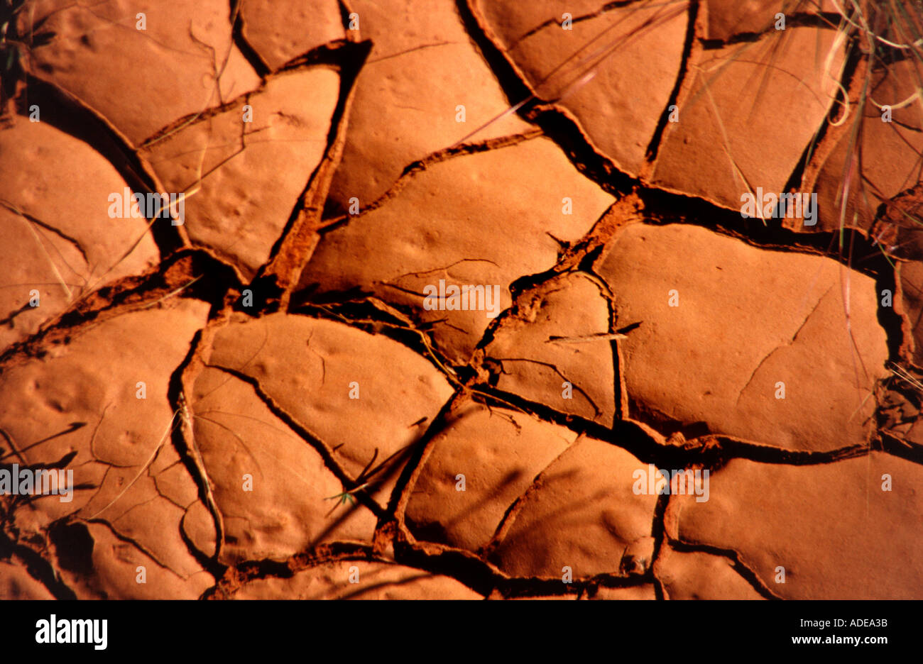 Dried mud in the Australian Desert Stock Photo - Alamy