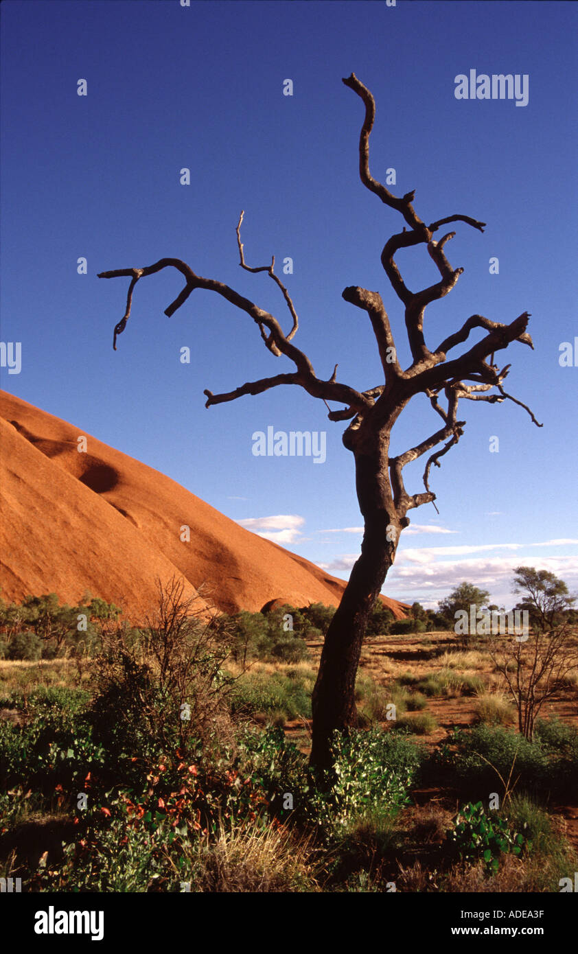 Dead tree near Ayers Rock Uluru Australia Stock Photo - Alamy