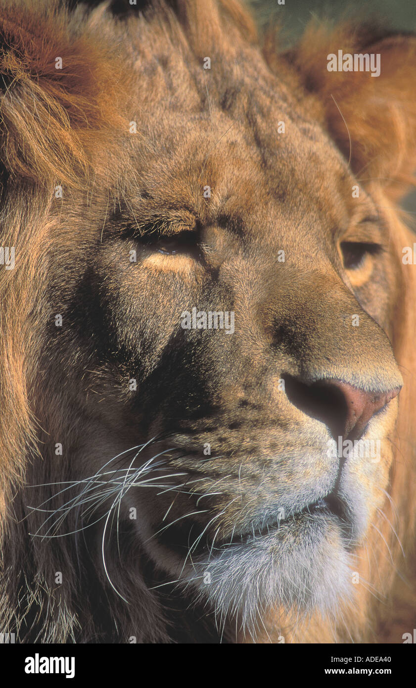 Lion facing right Panthera leo Stock Photo - Alamy