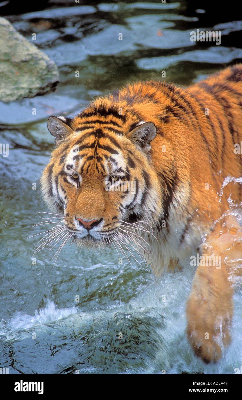 Siberian Tiger walking in a stream Panthera tigris altaica Stock Photo ...