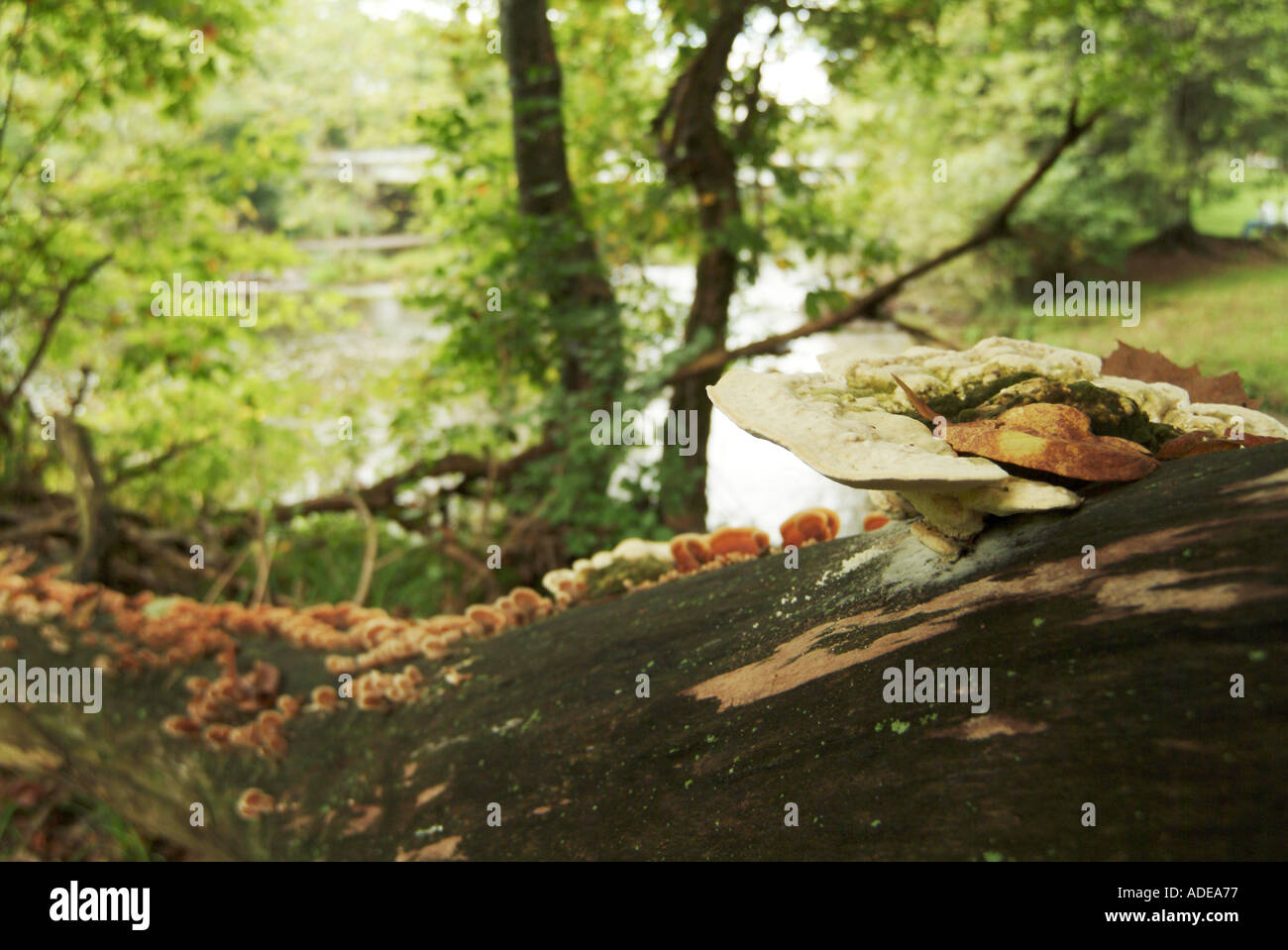 fungus on rotting tree Stock Photo - Alamy