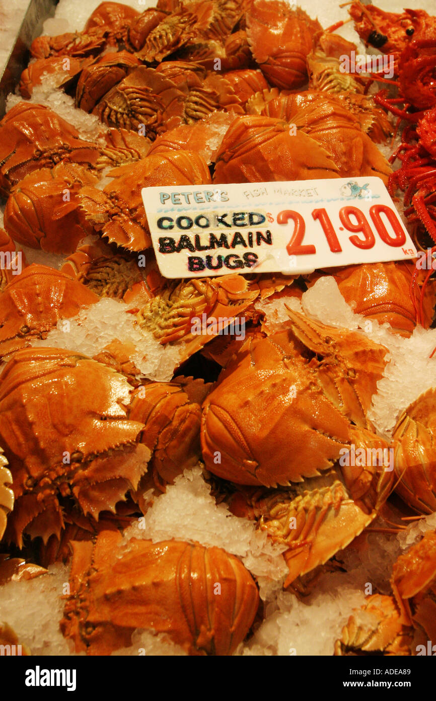 Balmain Bugs at Sydney Fish Market Sydney Australia Stock Photo - Alamy