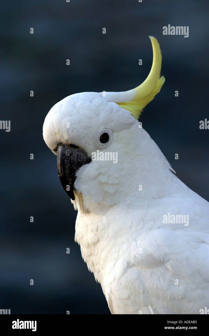 Sulfer crested cockatoo hi-res stock photography and images - Alamy