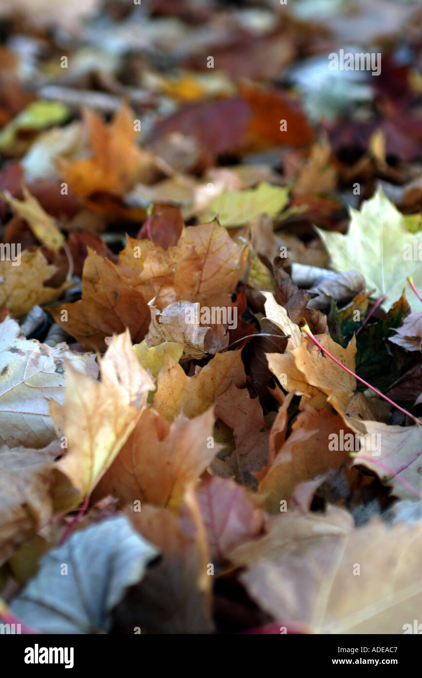 Pile Of Leaves Oxford Uk Stock Photo - Alamy