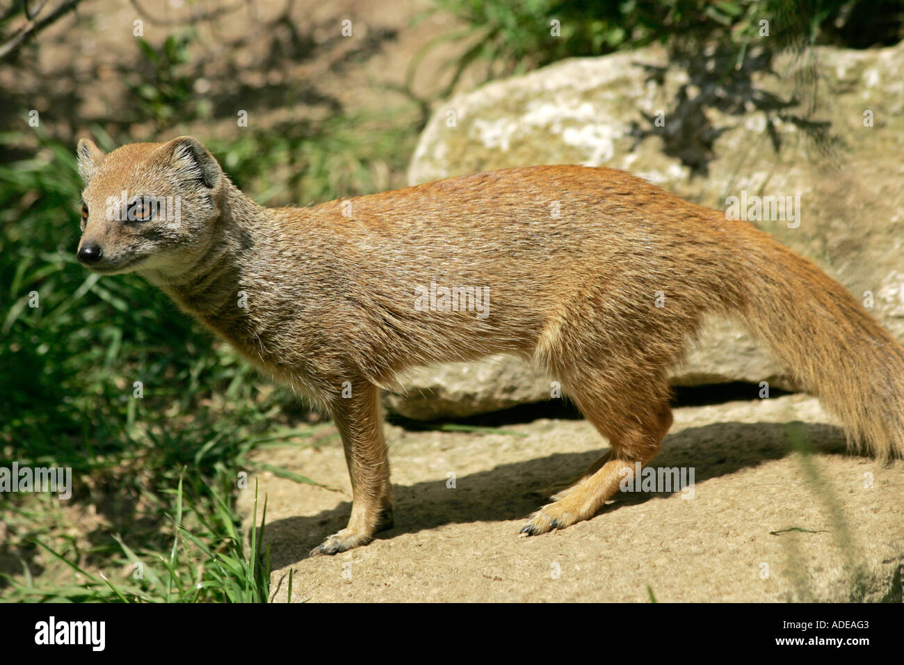 Meerkat tail hi-res stock photography and images - Alamy