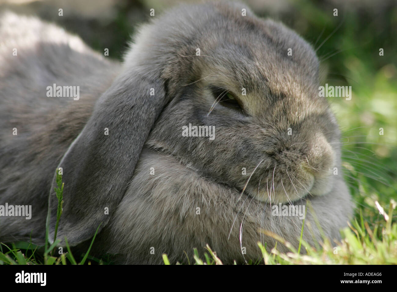 Giant Lop Rabbit