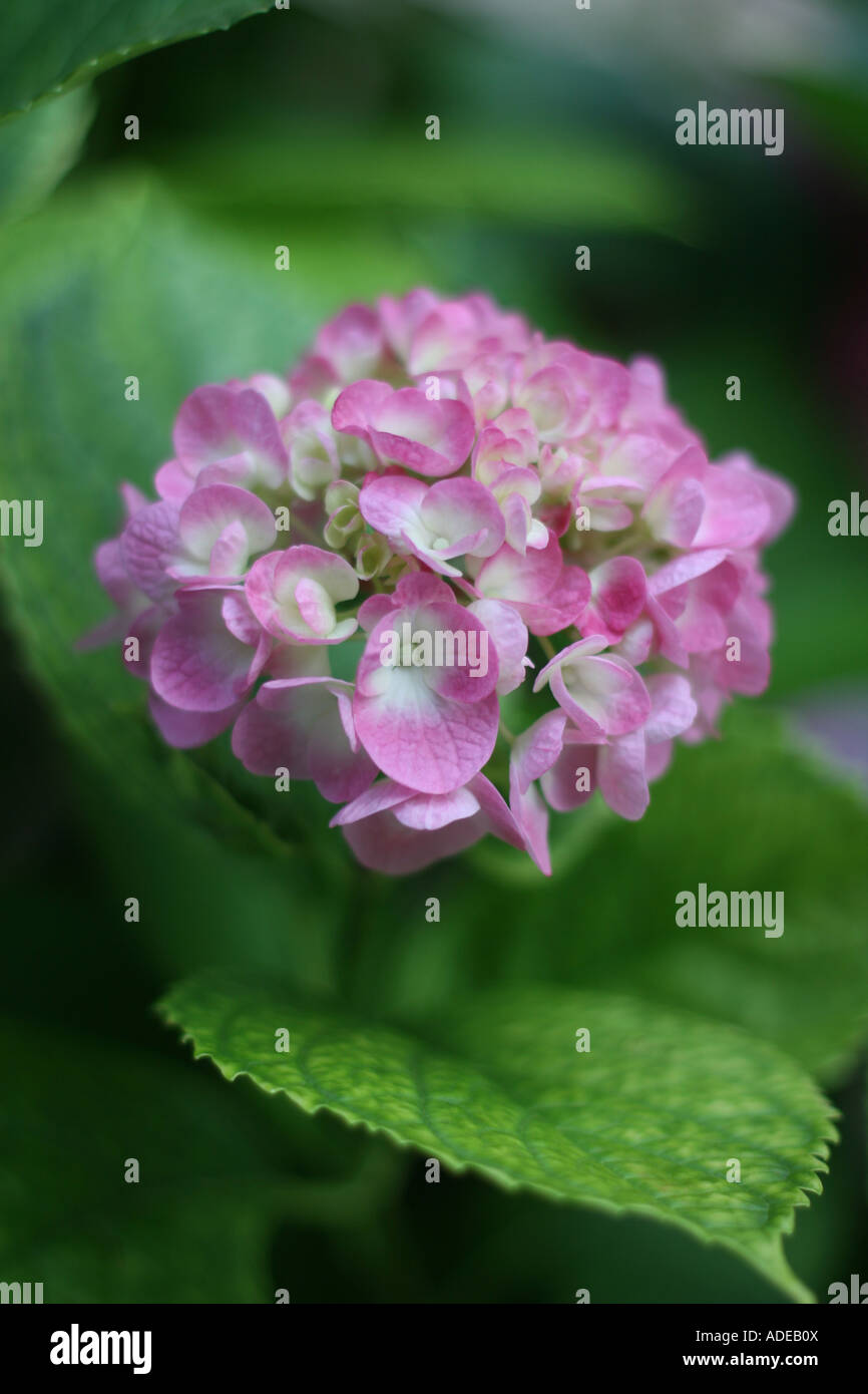 Street flower in Brooklyn Stock Photo - Alamy