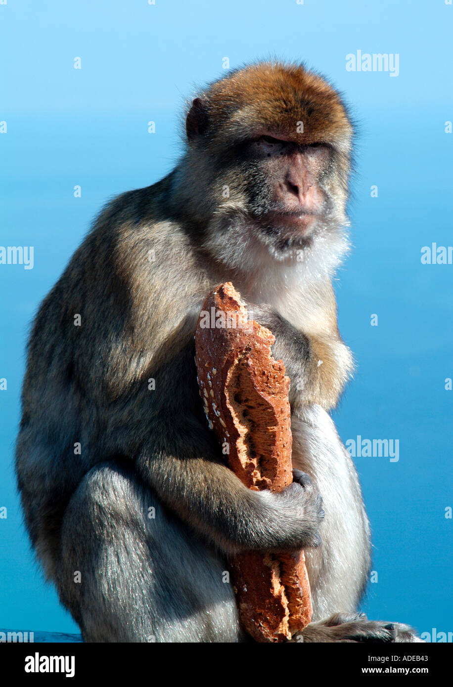 Monkey eating bread hi-res stock photography and images - Alamy
