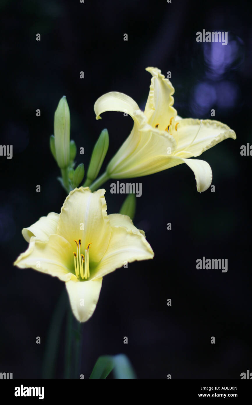 Street flowers in Brooklyn Stock Photo - Alamy