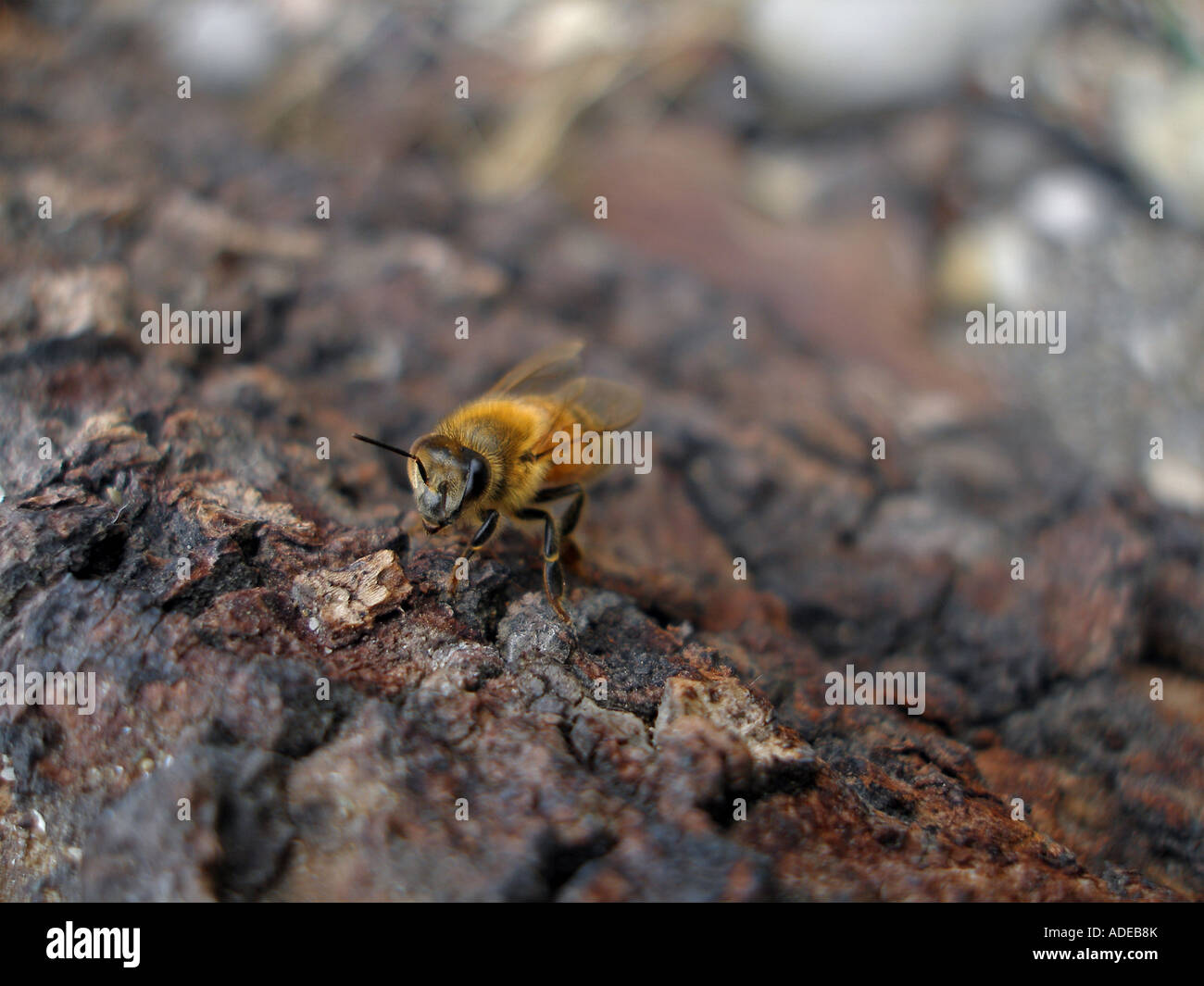 Bee on wood at the beach Stock Photo - Alamy