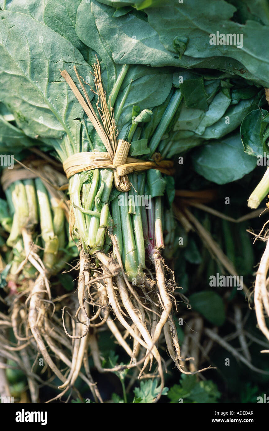 Bundles of green leaf vegetables Stock Photo - Alamy