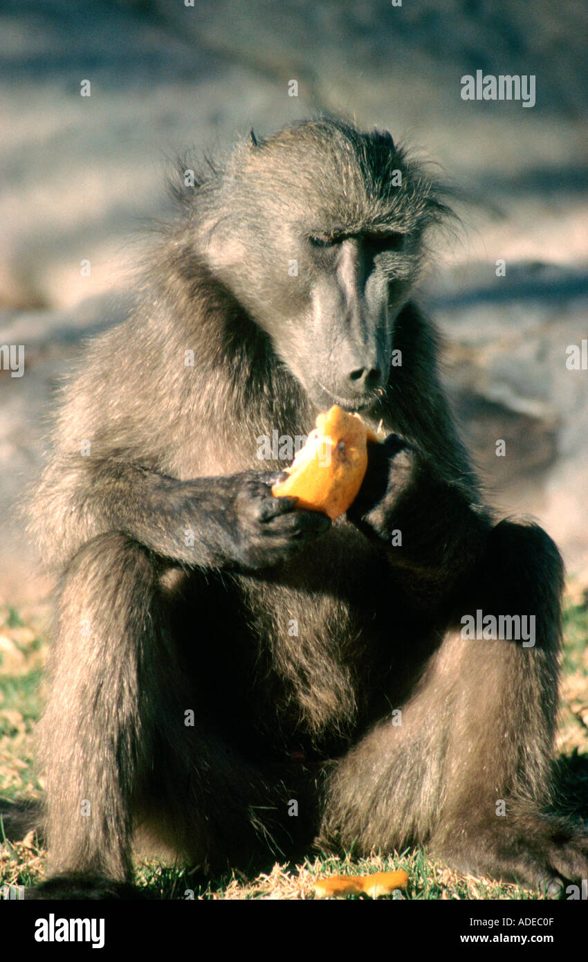 Stolen content hi-res stock photography and images - Alamy