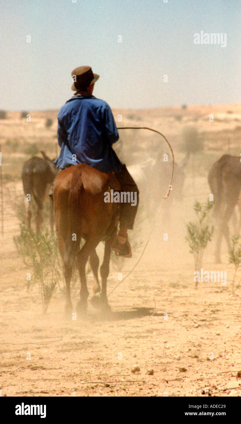 lonely rider looking after his cattle Kalahari Desert South Africa ...