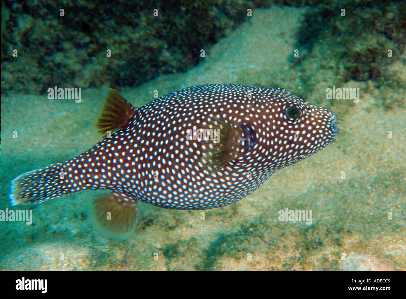 Spotted puffer Arothron meleagris North Shore Oahu Hawaii North Pacific ...