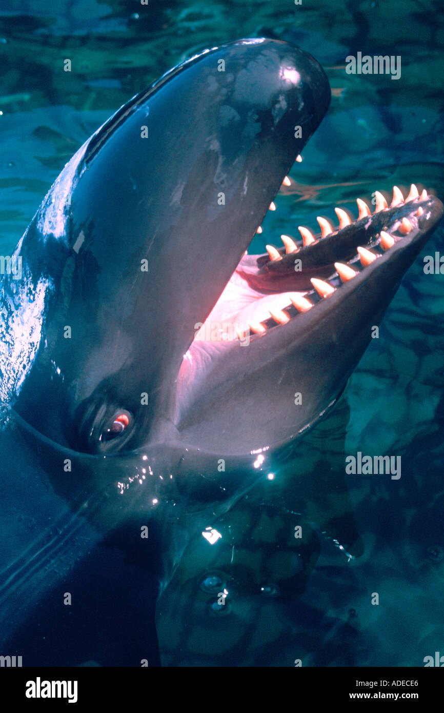 Killer whale open mouth hi-res stock photography and images - Alamy