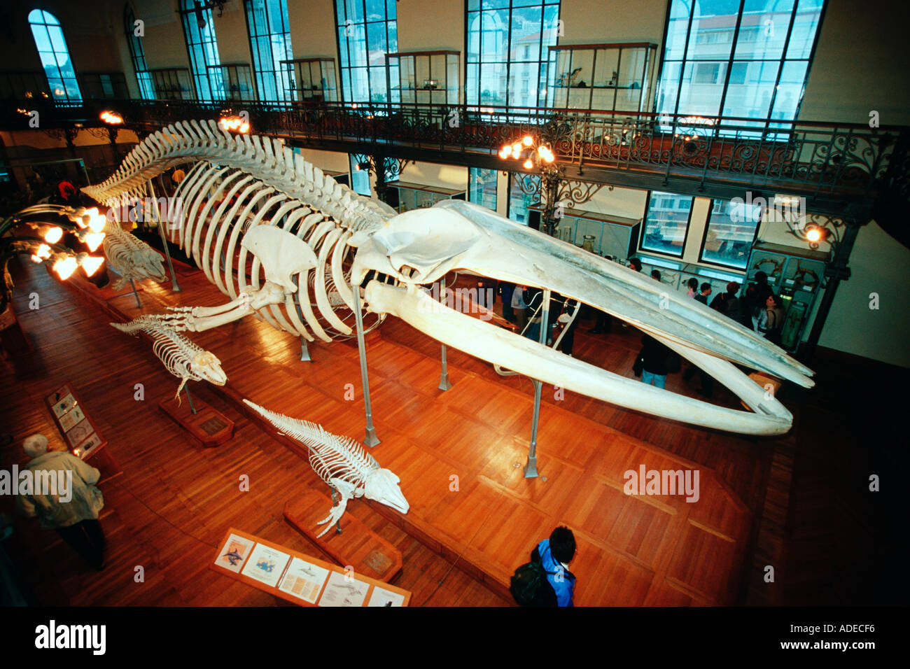 Blue whale skeleton on display Balaenoptera musculus Monaco Aquarium ...