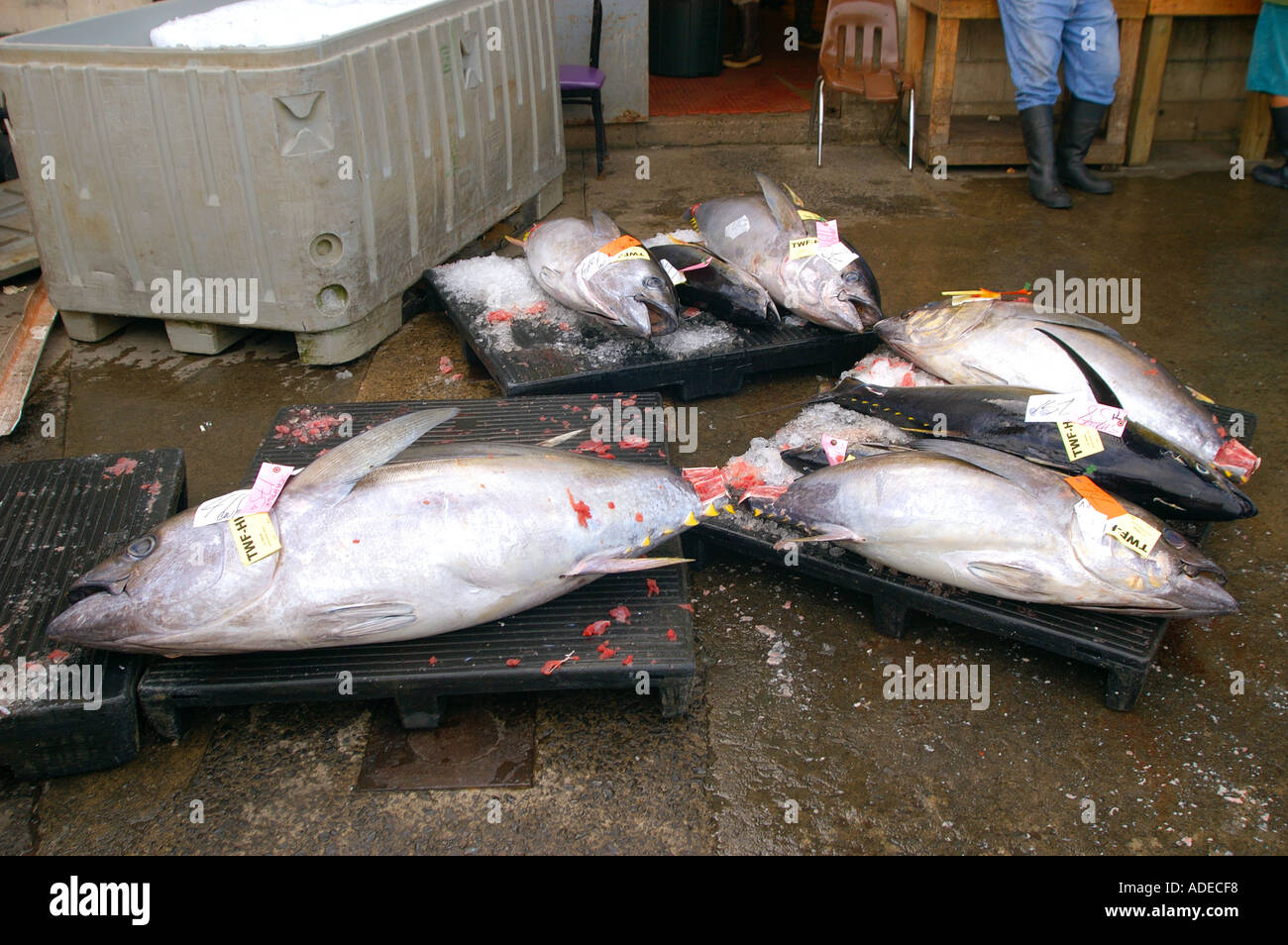 Tuna at fish auction Honolulu Oahu Hawaii N Pacific Stock Photo - Alamy