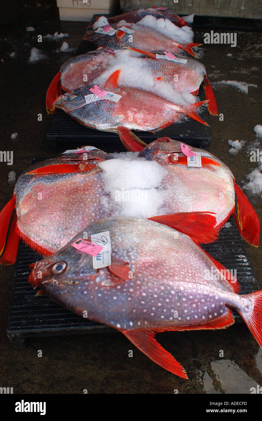 Opah fish hi-res stock photography and images - Alamy